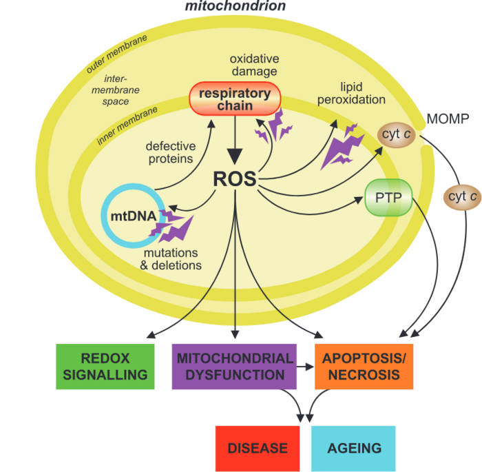 About ROS - Against Alzheimer's and Dementia